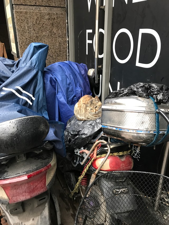 Miss Dumpling and speaking Mandarin | KittiesVindaloo